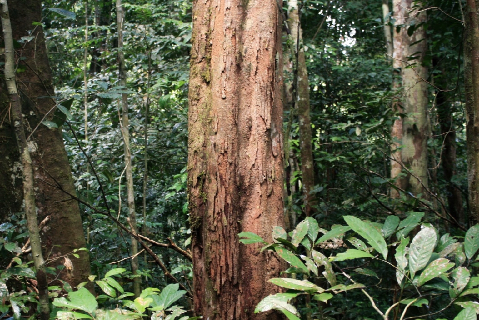 Logging done sustainably doesn’t have to harm ecosystem services, study ...