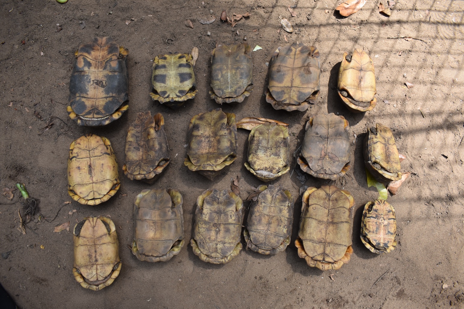 Meet the little-known African tortoise with a hatchback for a shell