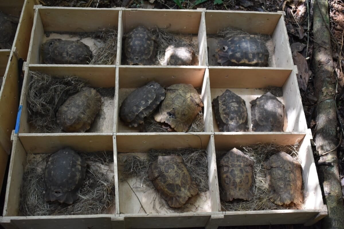 Meet the little-known African tortoise with a hatchback for a shell