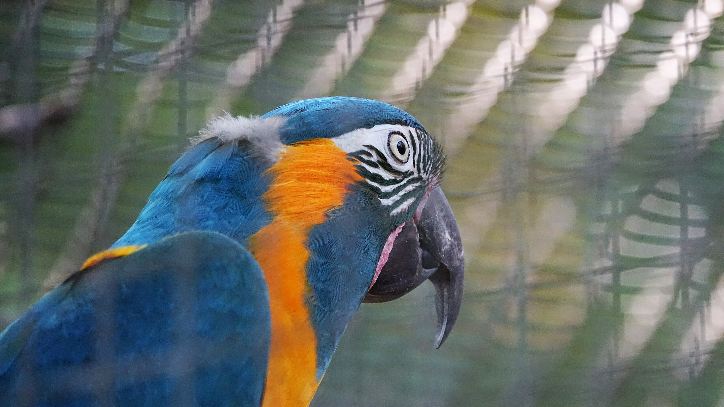 CITES suspends Bangladesh as illegal wild bird trade continues