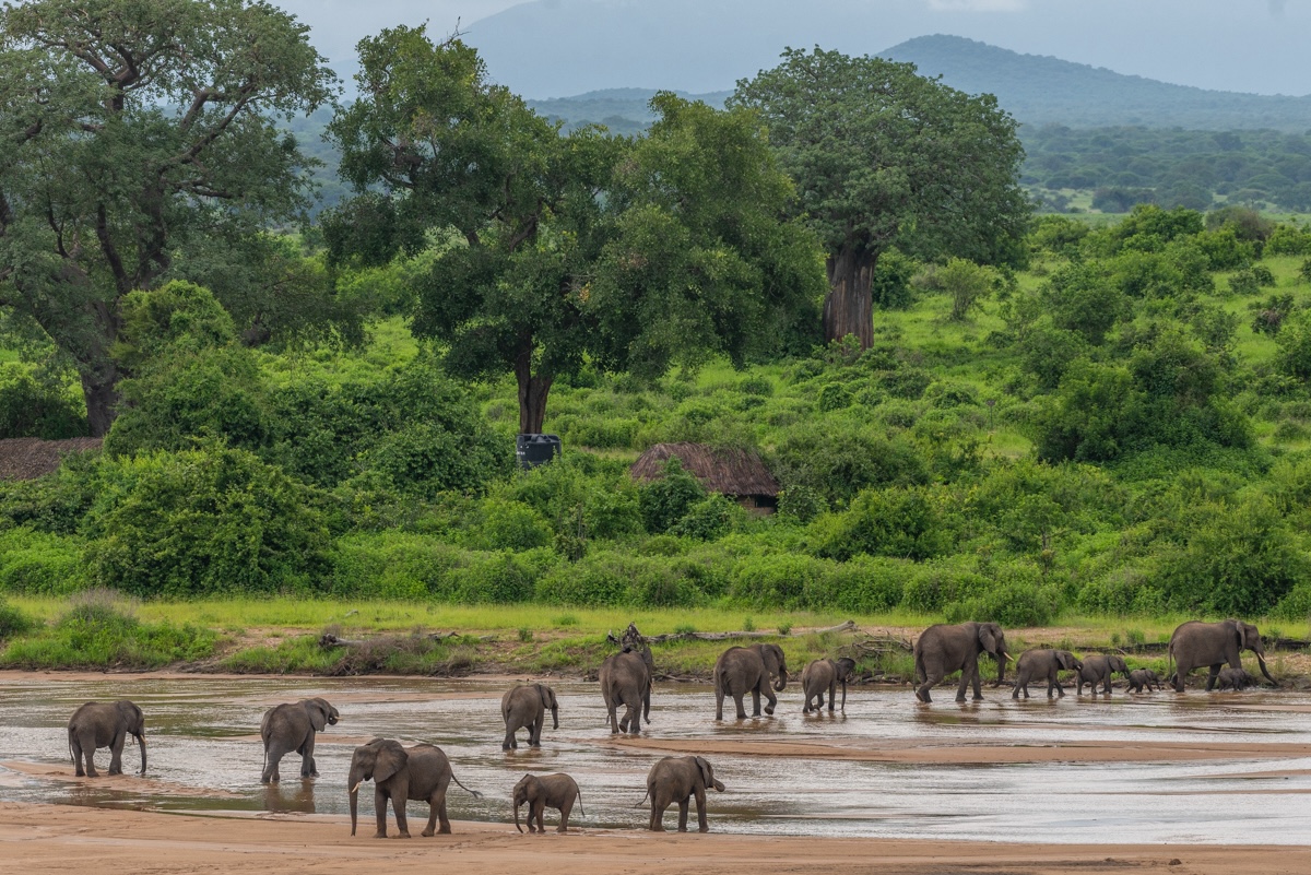 Meet the Miombo, the largest forest you’ve never heard of