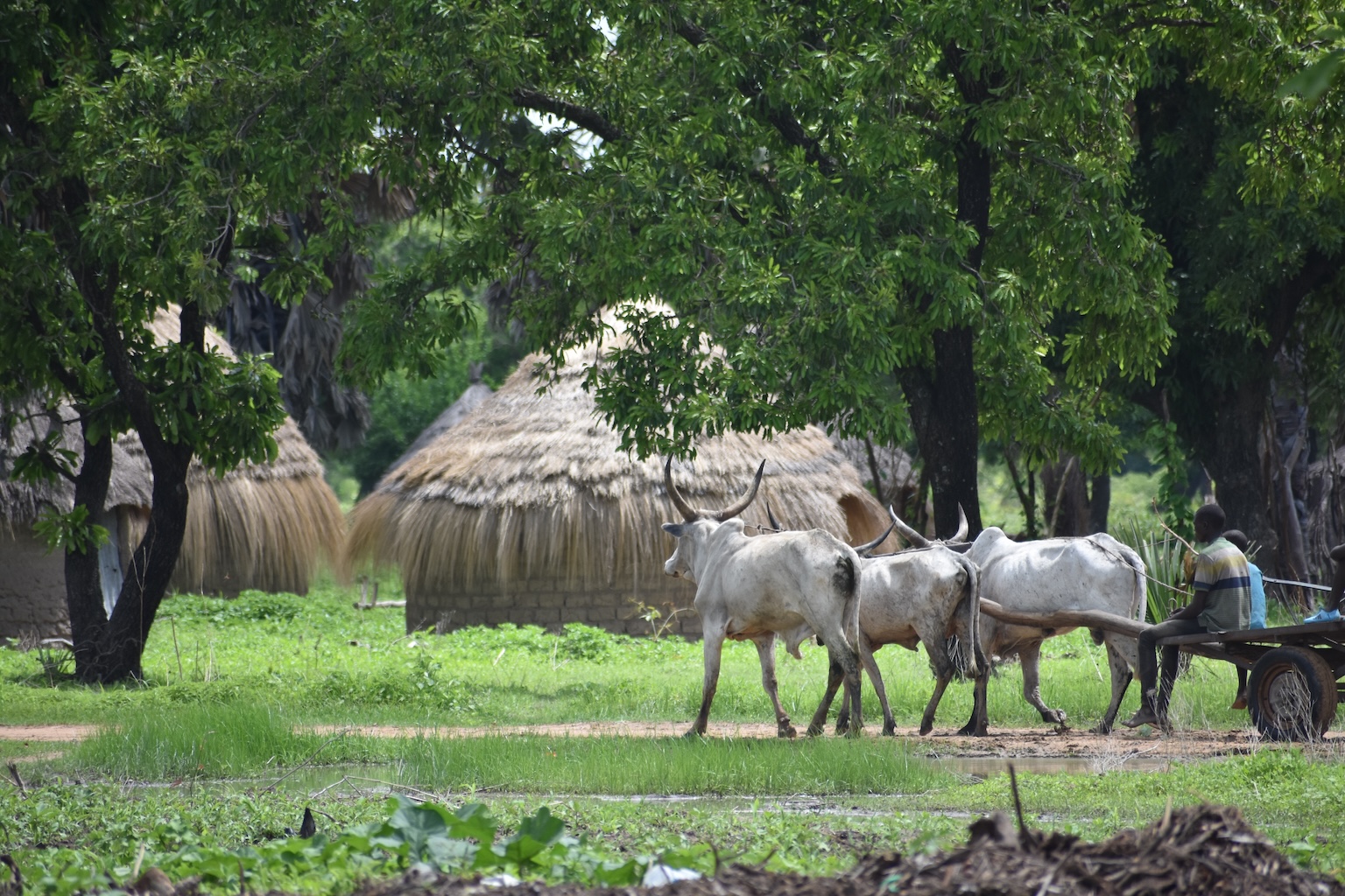 Resilient women farmers in Chad battle climate challenges and social ...