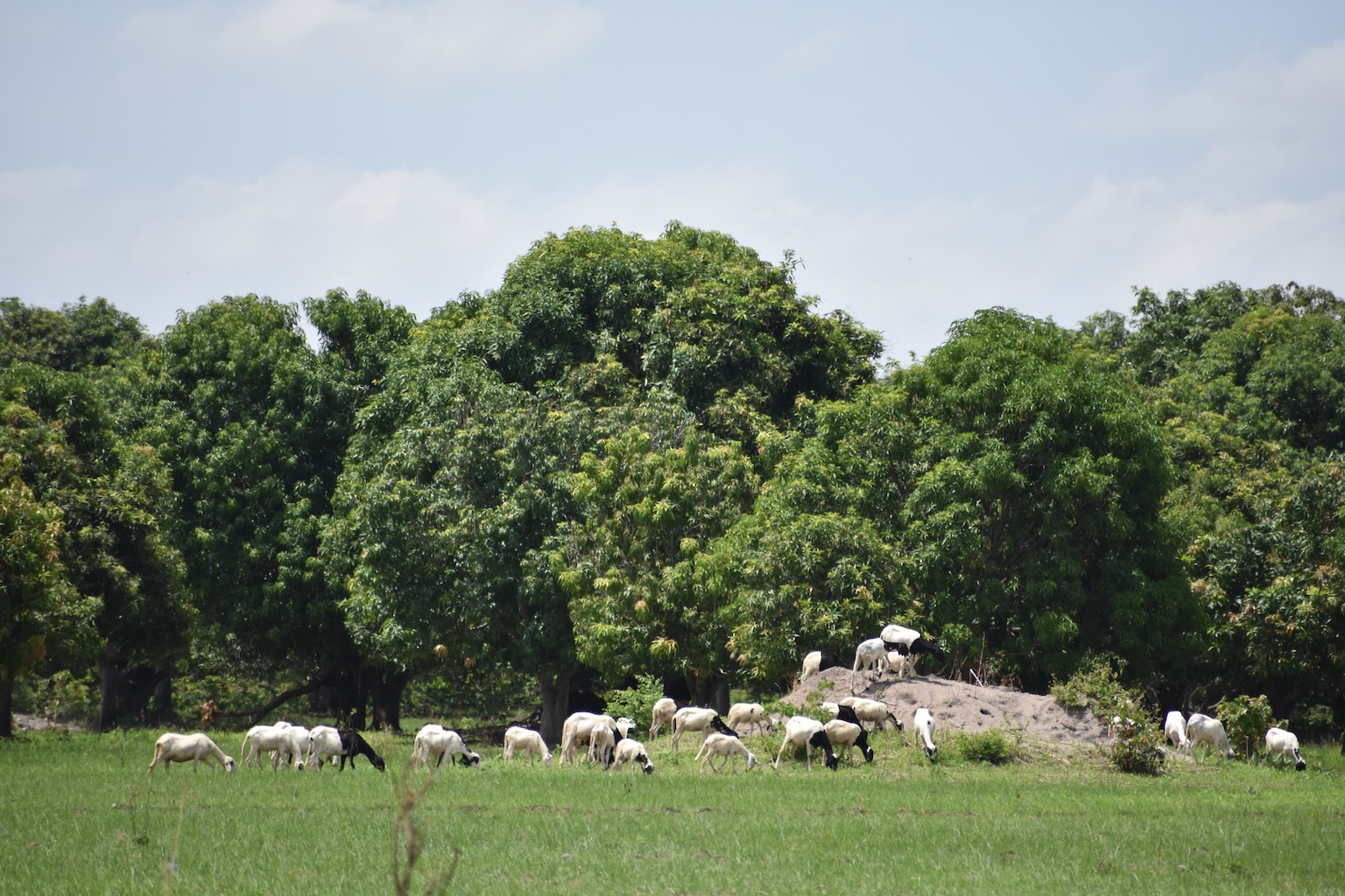 Resilient women farmers in Chad battle climate challenges and social ...