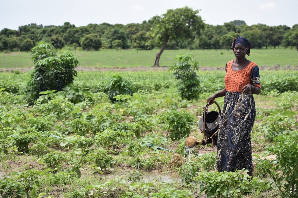 Resilient women farmers in Chad battle climate challenges and social ...
