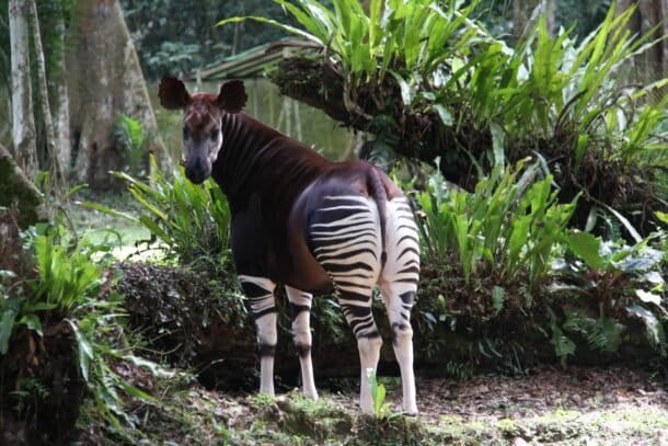 We know how many okapi live in zoos. In the wild? It’s complicated