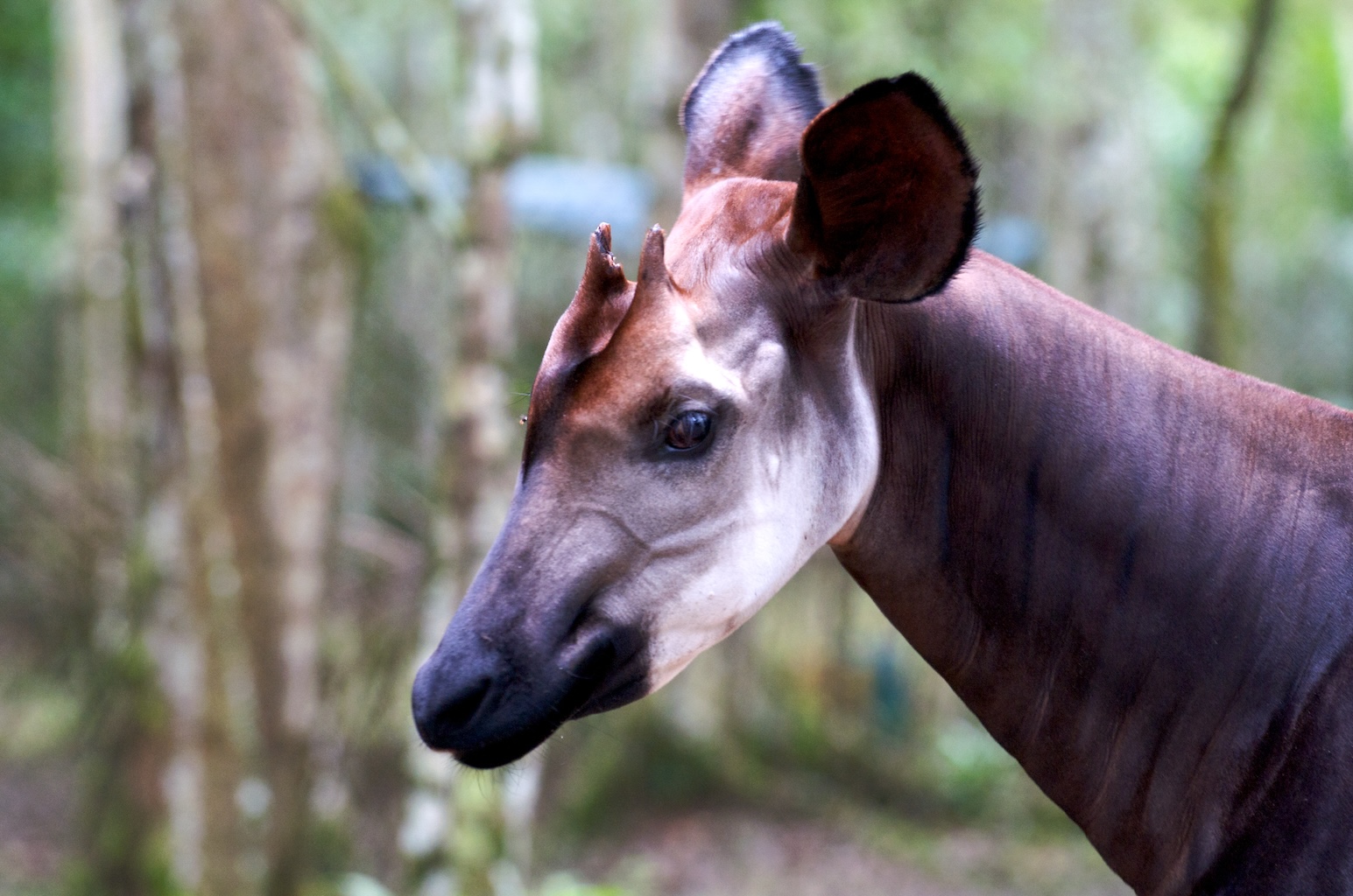 We know how many okapi live in zoos. In the wild? It’s complicated
