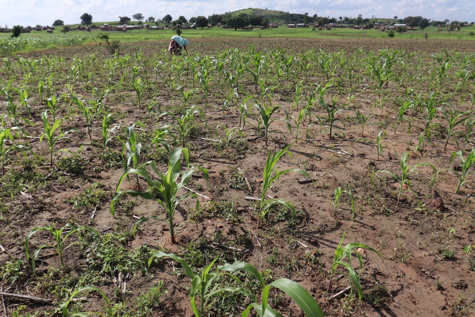 How the Zai farming technique is transforming soil fertility in North ...