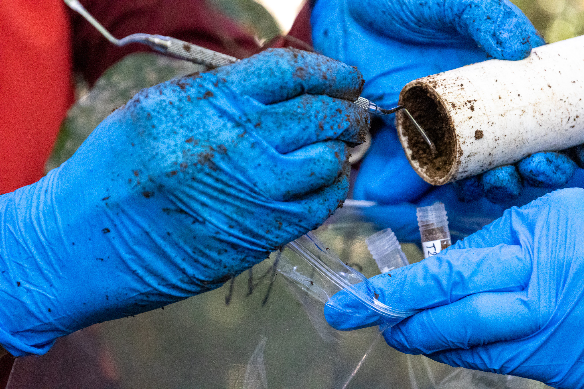 To save endangered trees, researchers in South America recruit an army ...