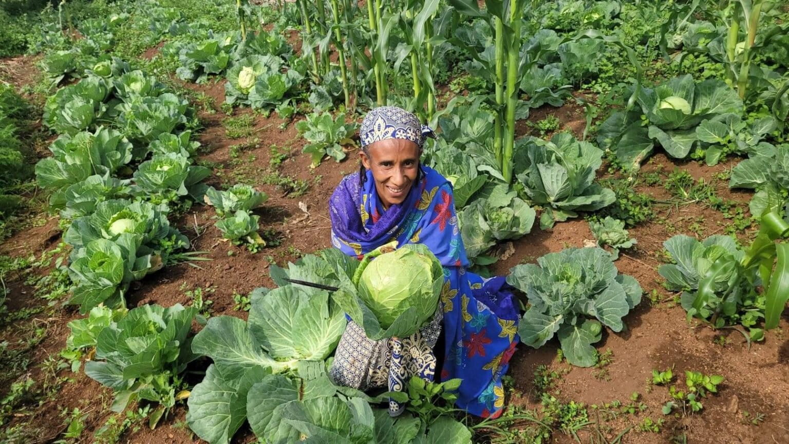 In Cameroon, forest and water source restoration offers sustainable ...
