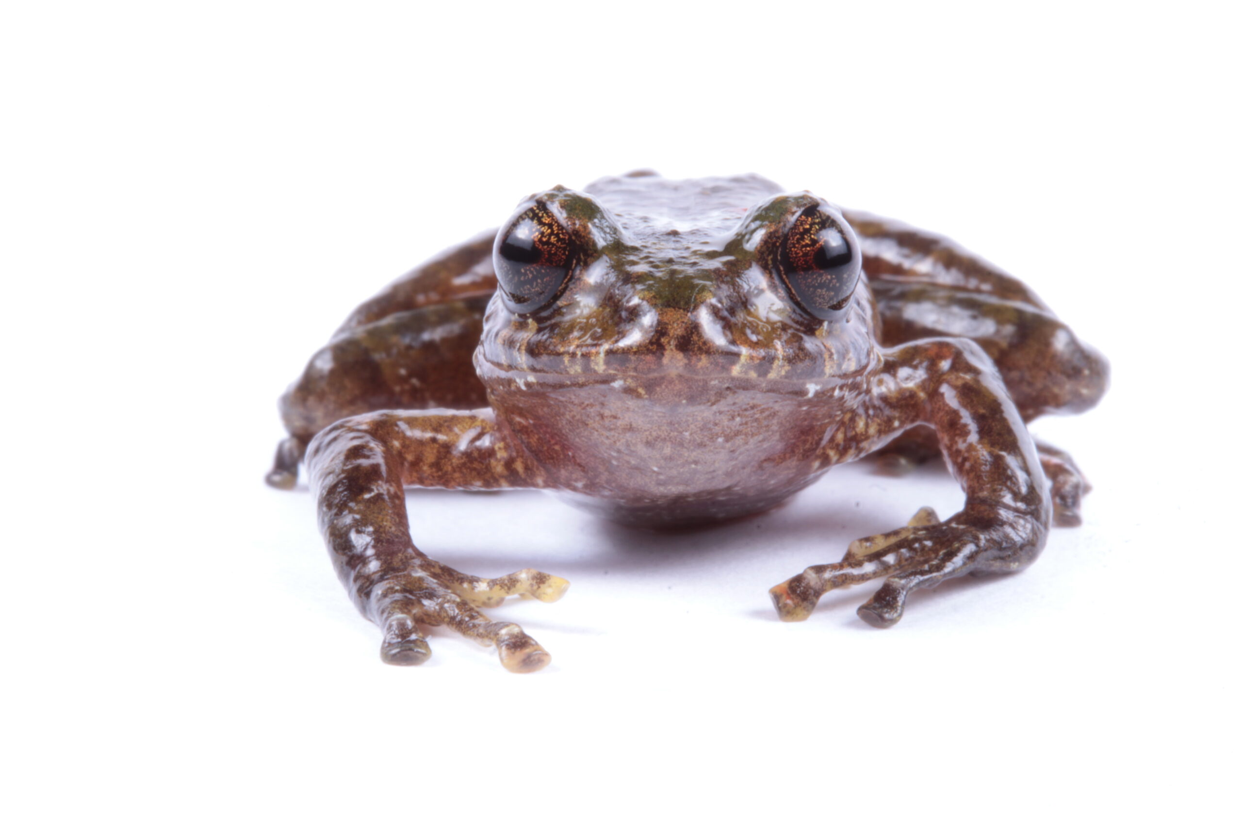 Rare frog rediscovered in Ecuador’s Andes after 100 years