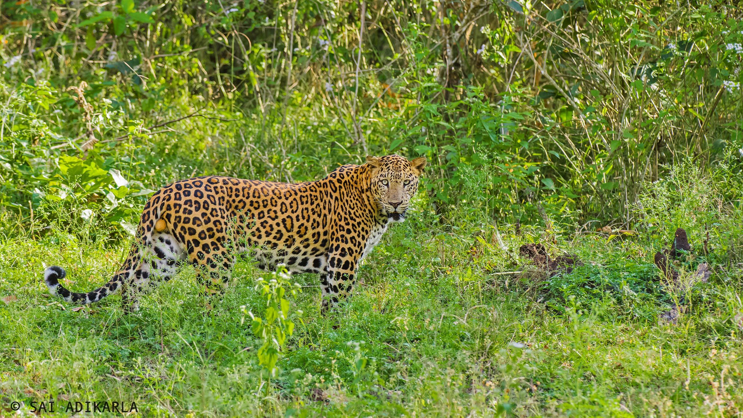 Experts call for urgent leopard conservation efforts in Bangladesh