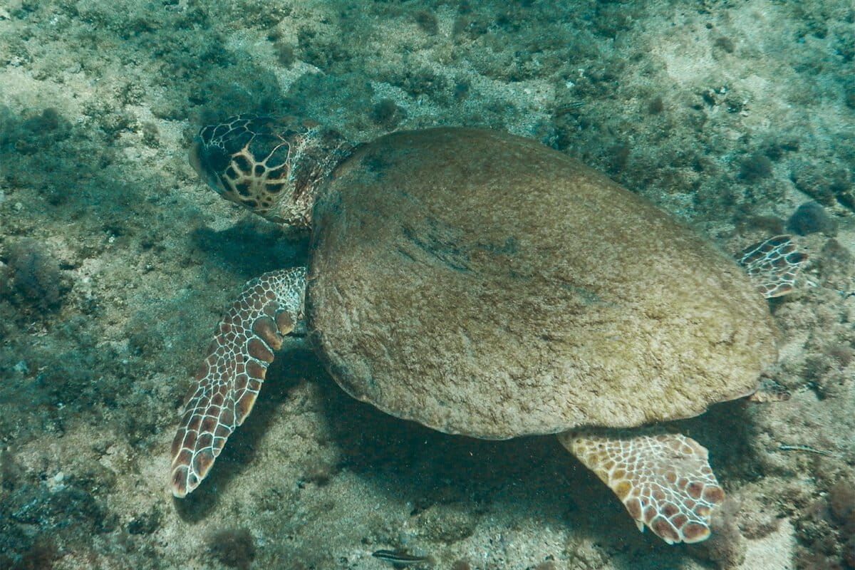 Amid haze of war, Lebanese activists helped turtle hatchlings journey ...