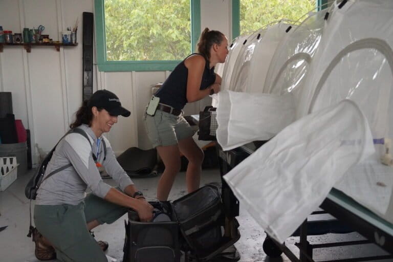 ‘Extinct’ Guam kingfisher takes flight again after nearly 40 years
