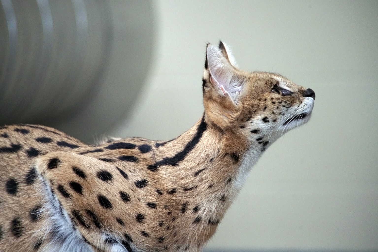 Follow the prey: How servals adapt to an industrialized landscape