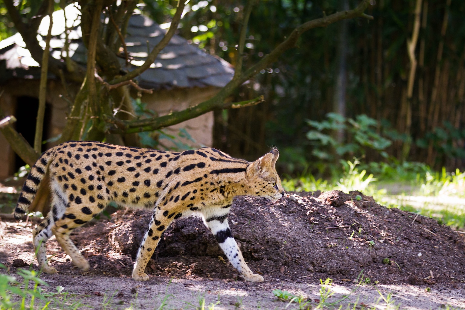 Follow the prey: How servals adapt to an industrialized landscape