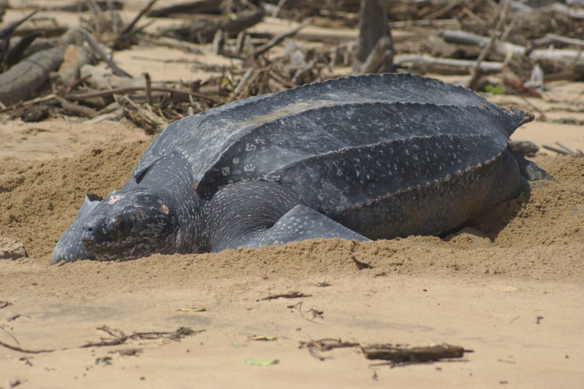 A nesting haven for sea turtles in Suriname is fading away