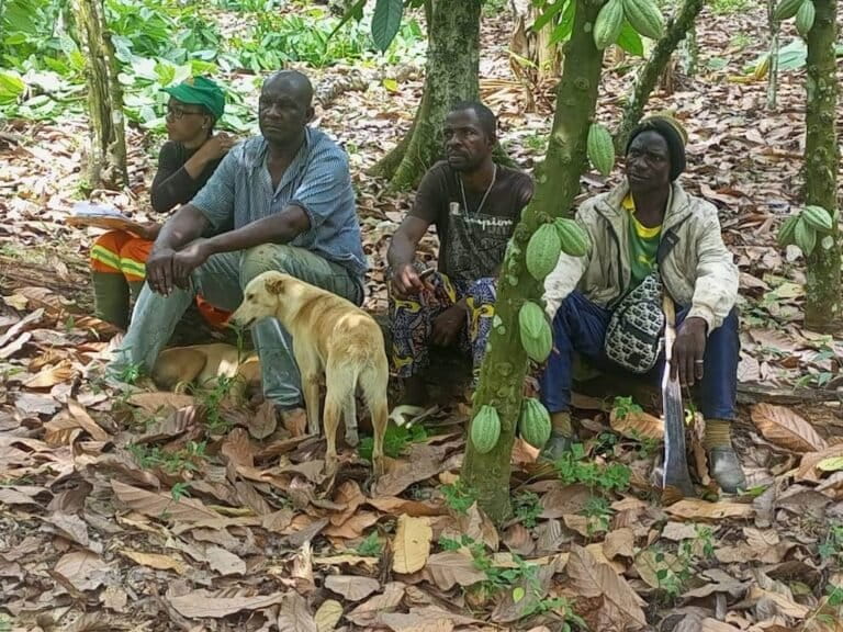 The world’s chocolate cravings speed up deforestation in the Congo Basin: Study