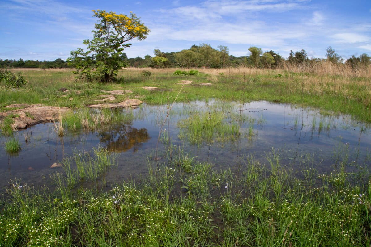 Community-led wetland restoration may hold key to Harare’s water crisis