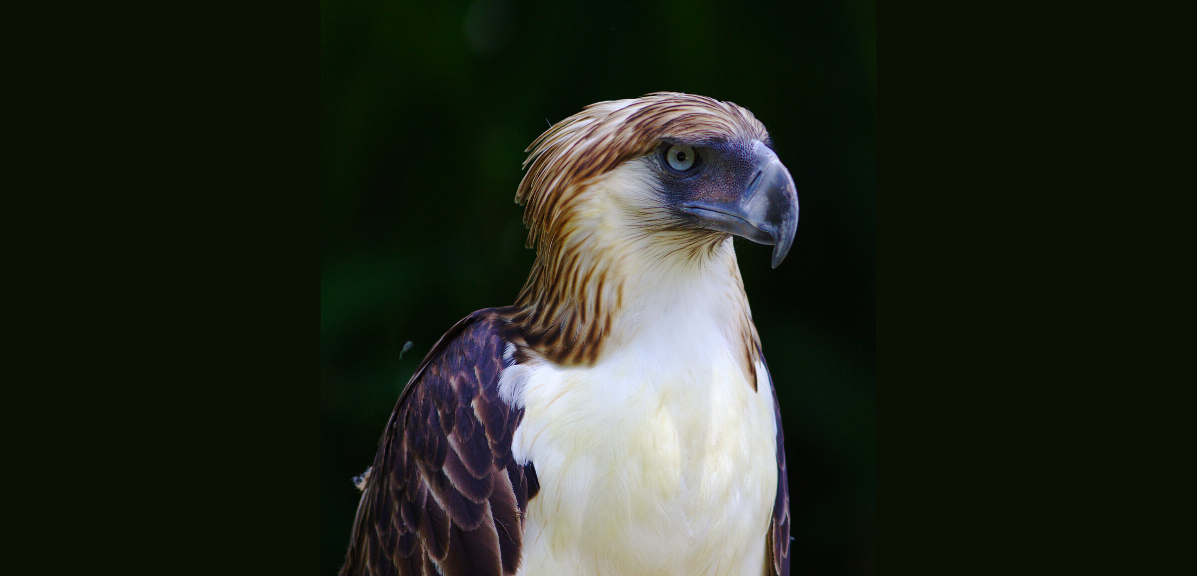 Philippine Eagle Philippine Eagle Pithecophaga Jefferyi Asia.mp4