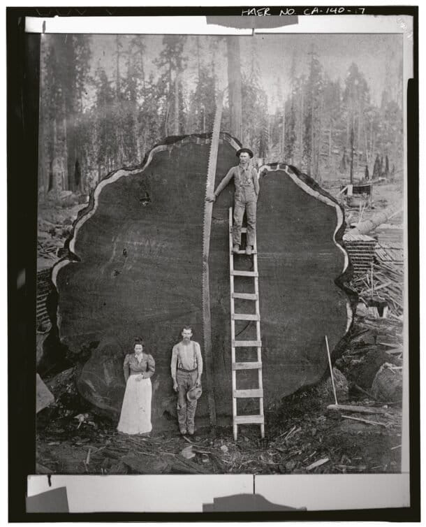 Forests and the Fate of Civilizations: A Conversation with John Perlin