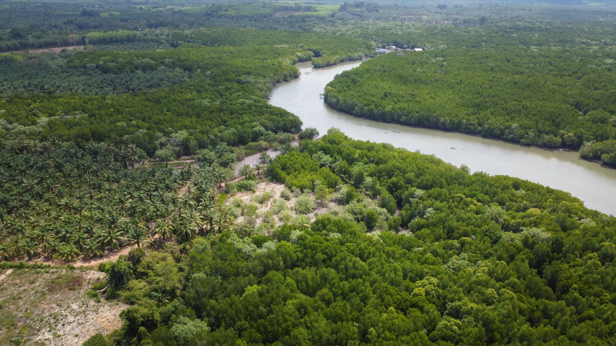 How are mangrove restoration projects doing? Interview with Tom Worthington