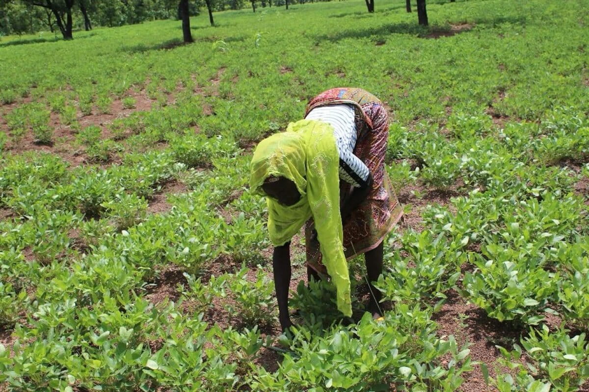 Local NGO RAINS brings relief to Ghana’s semiarid north with ...