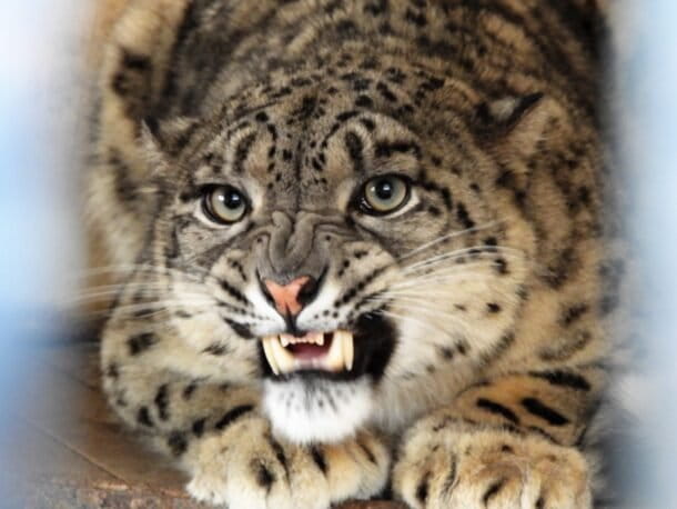Search for new territory led Nepal’s ‘low-altitude’ snow leopard to get ...