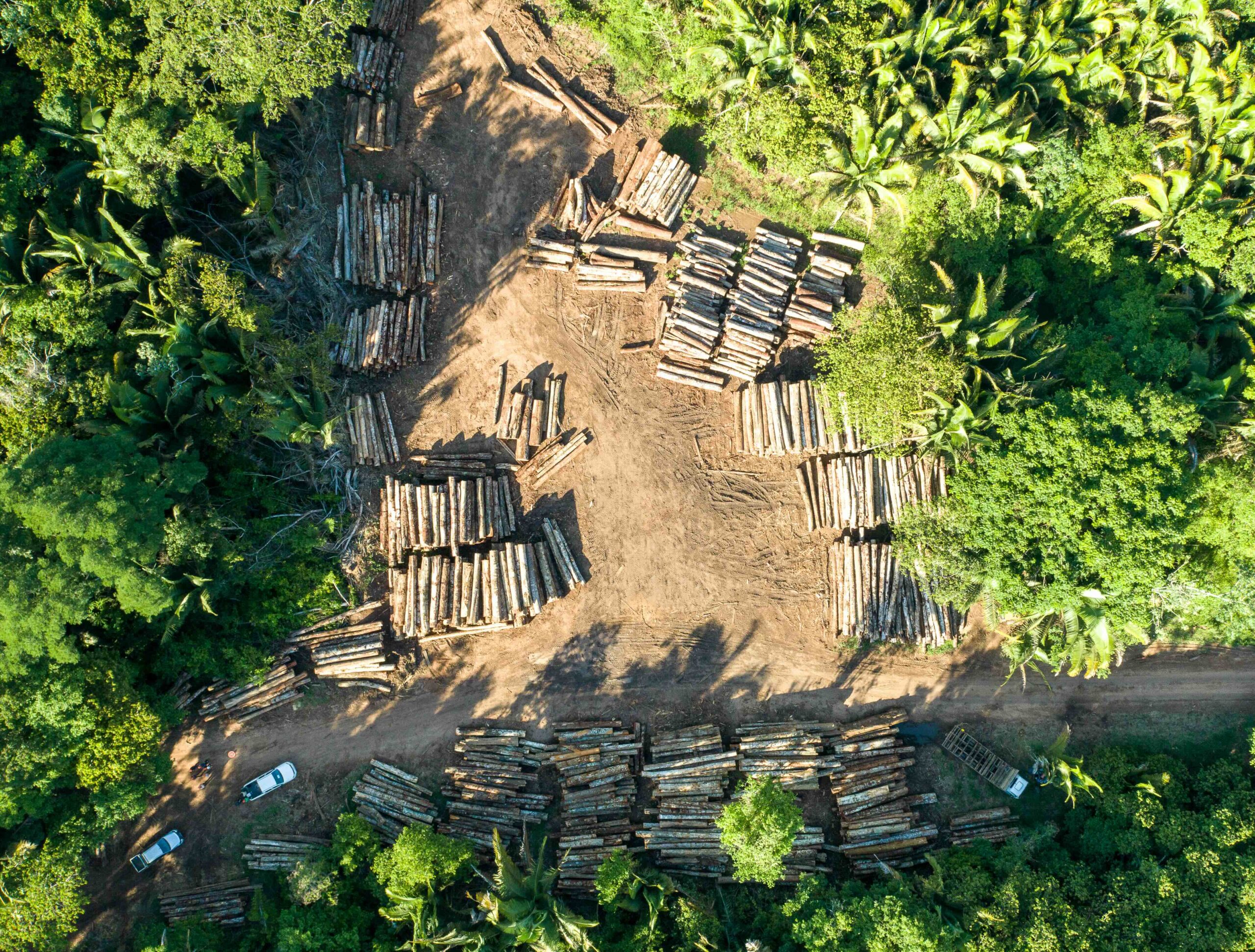 Illegal logging footprint in the Amazon expanded by a fifth, report finds