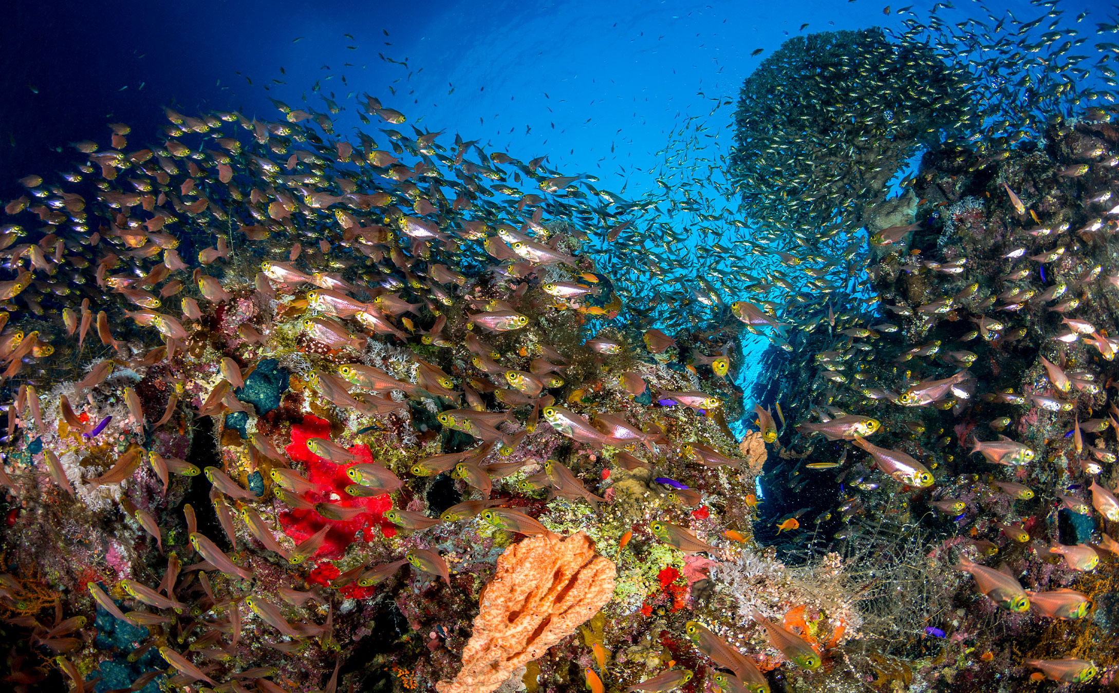 Ocean Fish Coral Reef