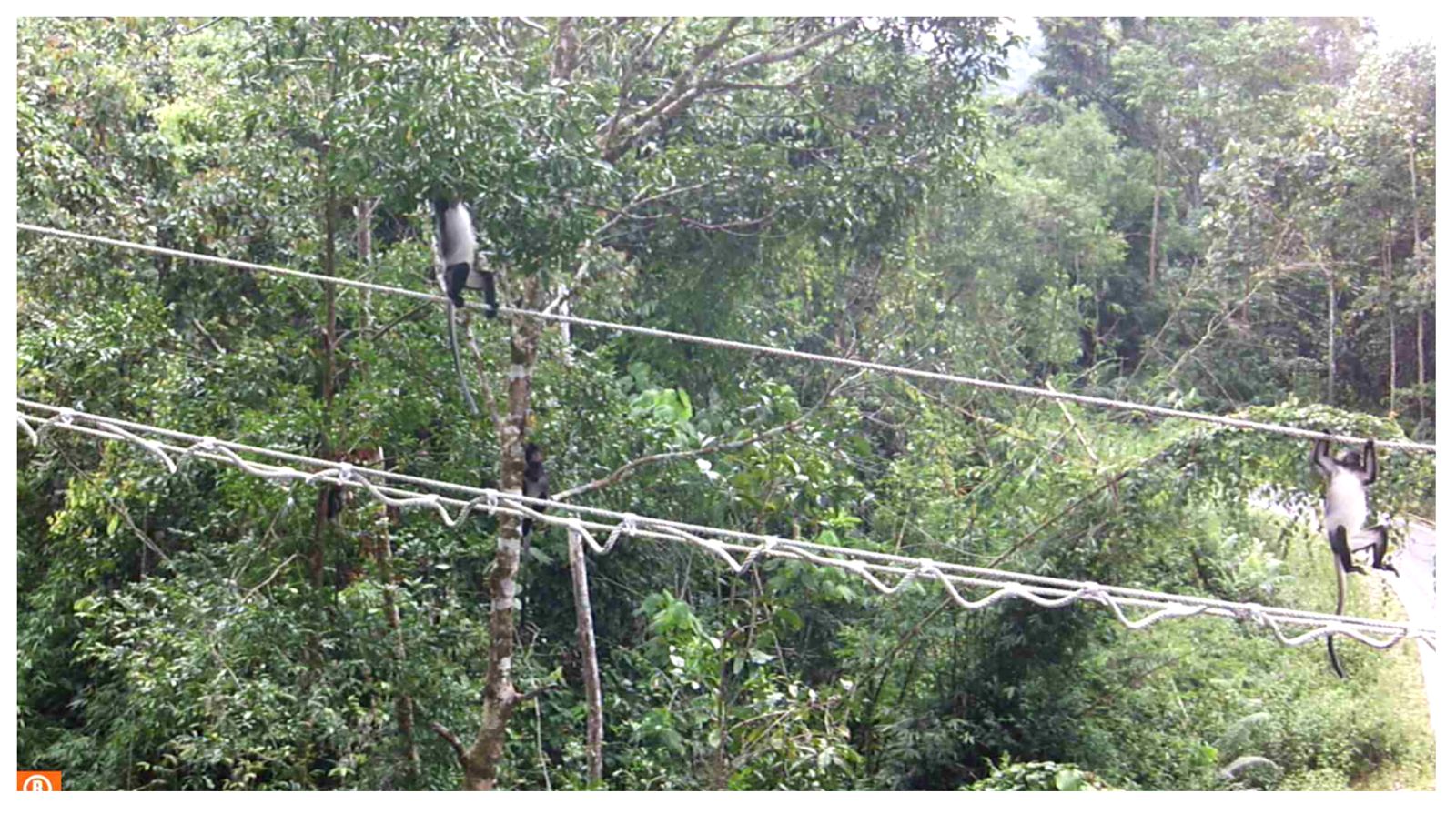 Canopy bridges serve a lifeline for Sumatra’s tree-dwelling primates