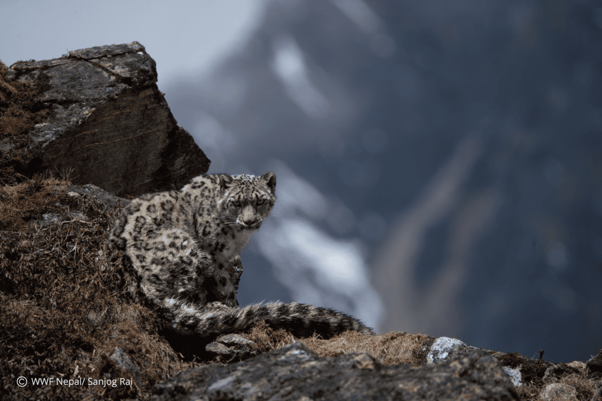 As Nepal counts its snow leopards, even the best estimate is still a guess