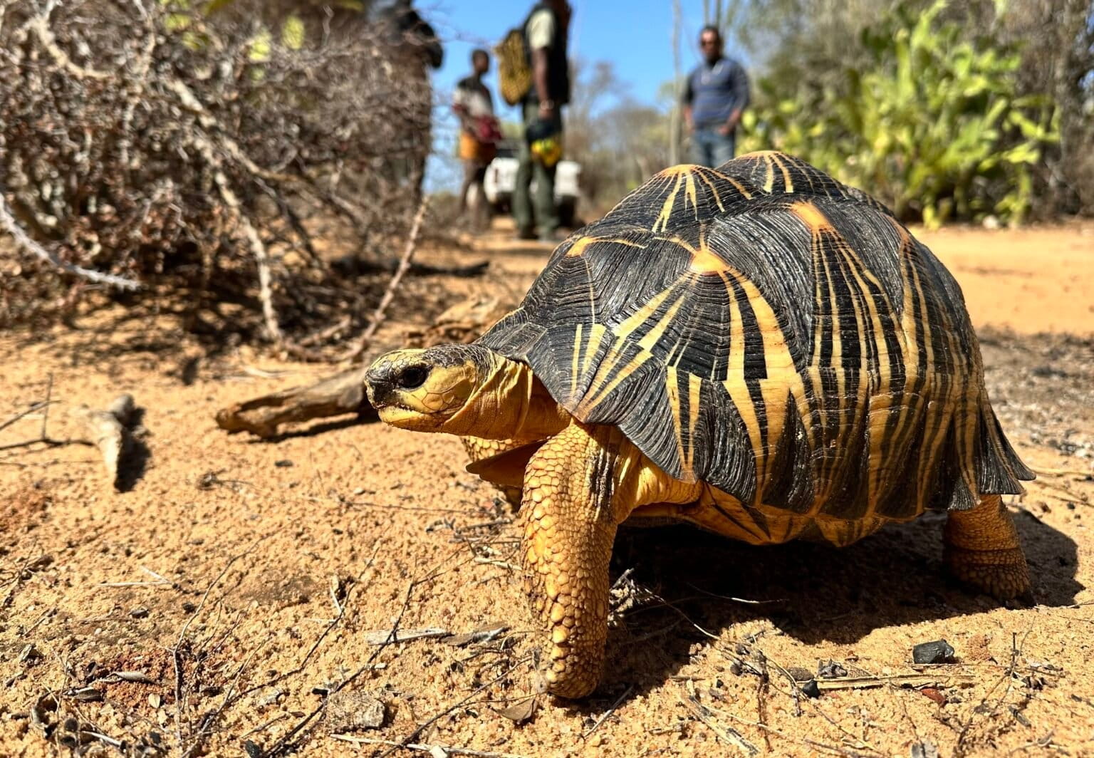 China’s plans to trace wildlife trade risks inflaming trafficking ...