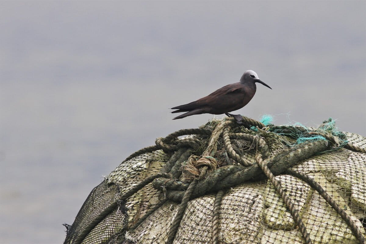 Lesser noddy sighting stirs up birding community in Bangladesh