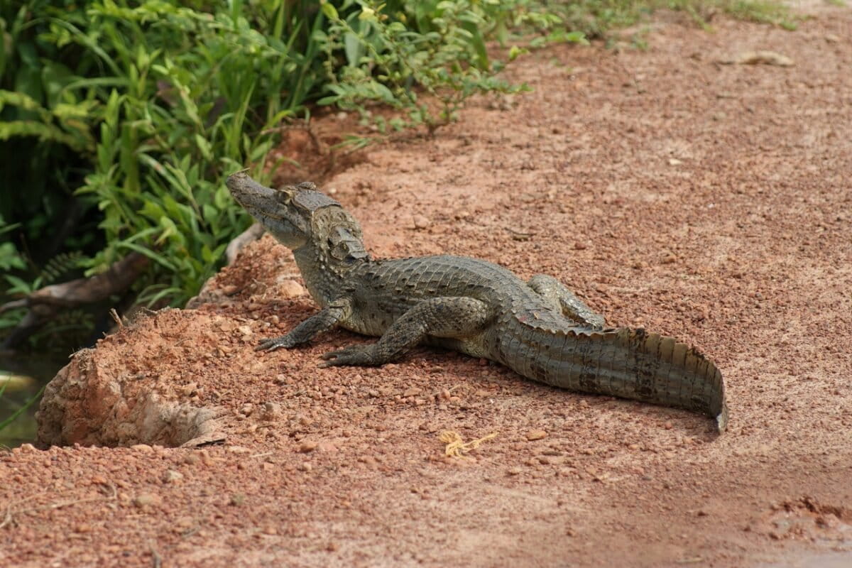 As Venezuela's crisis rolls on, its wildlife is increasingly at risk
