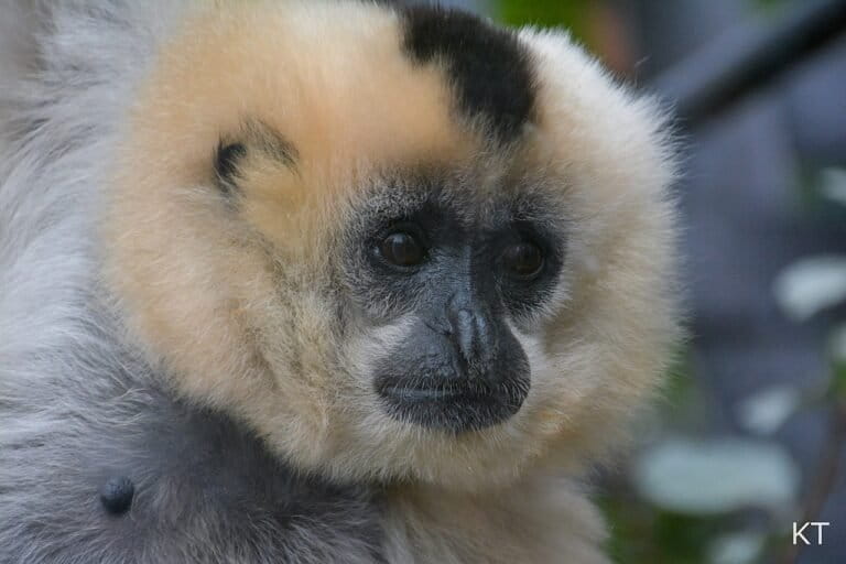 Gibbons found to perform dance routines akin to ‘the robot,’ but why?