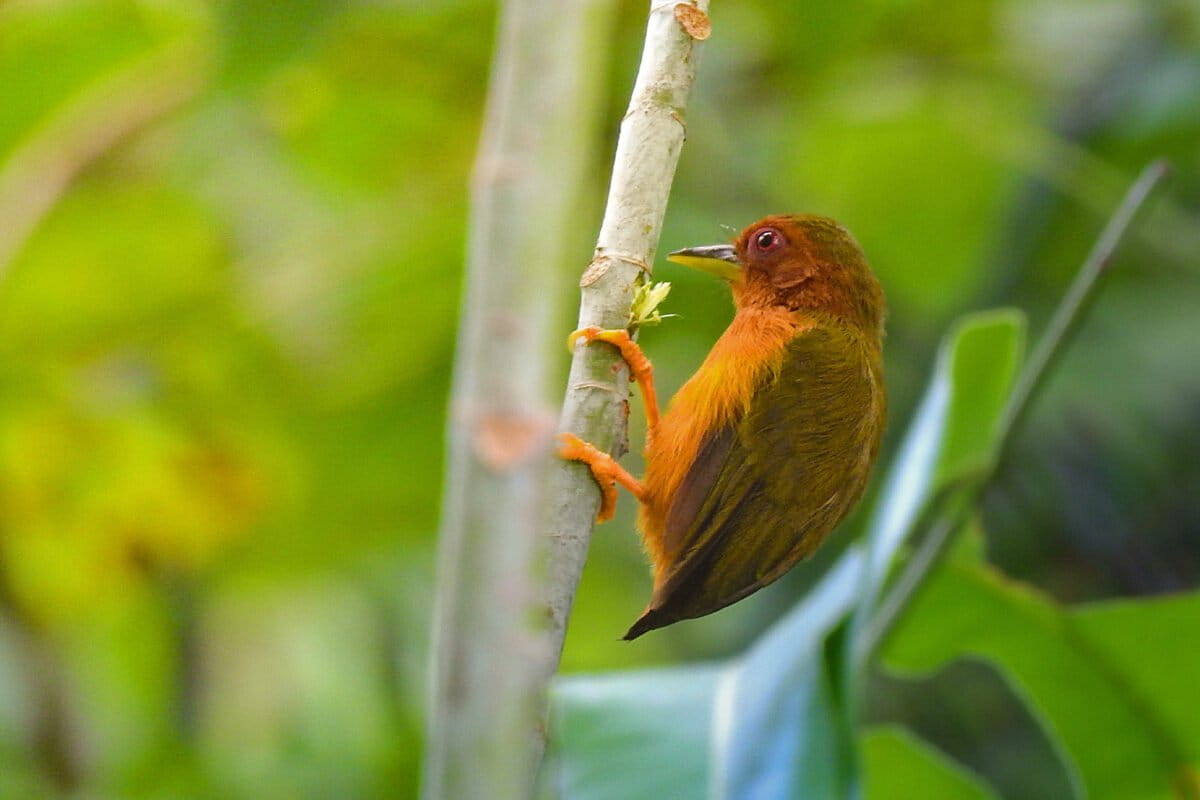 Borneo’s ‘omen birds’ find a staunch guardian in Indigenous Dayak Iban elders