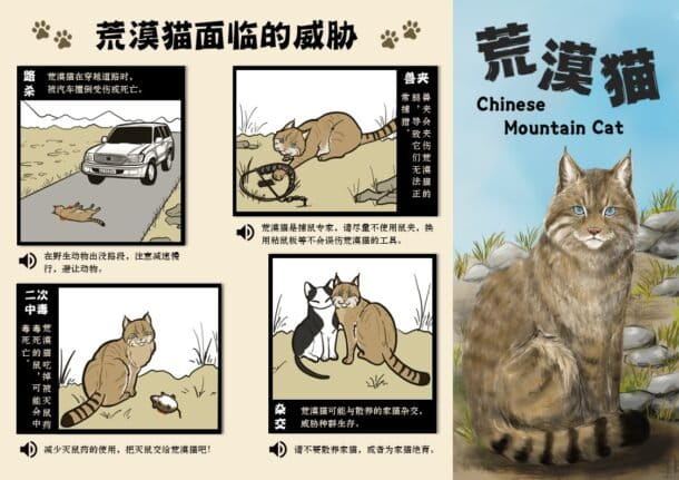 Easy to catch, yet little known: Meet the Chinese mountain cat