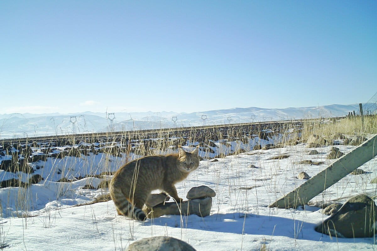 Easy to catch, yet little known: Meet the Chinese mountain cat
