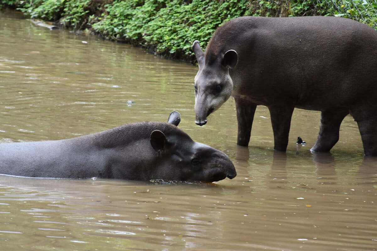 Indigenous guardians embark on a sacred pact to protect the lowland ...