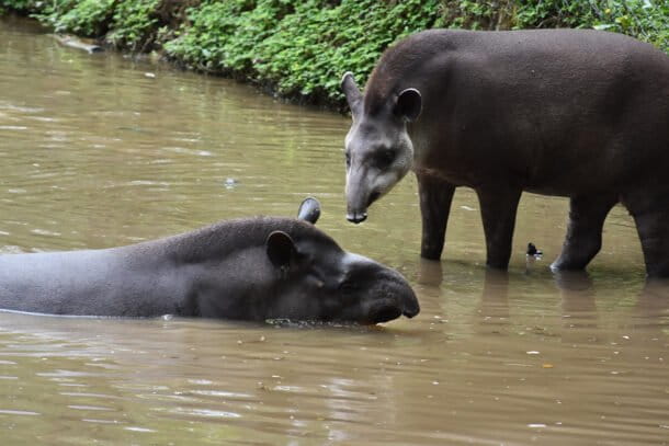 Indigenous guardians embark on a sacred pact to protect the lowland ...