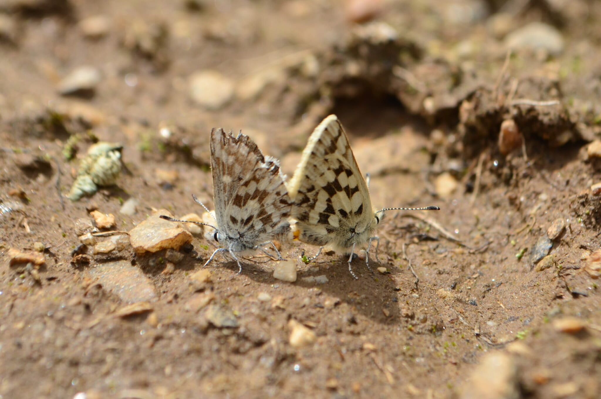 ‘Scratching the surface’ of Nepal butterfly research: Interview with Sanej Suwal
