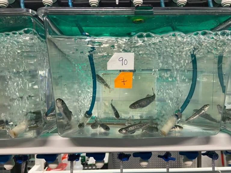 Microplastics are sickening and killing wildlife, disrupting Earth systems