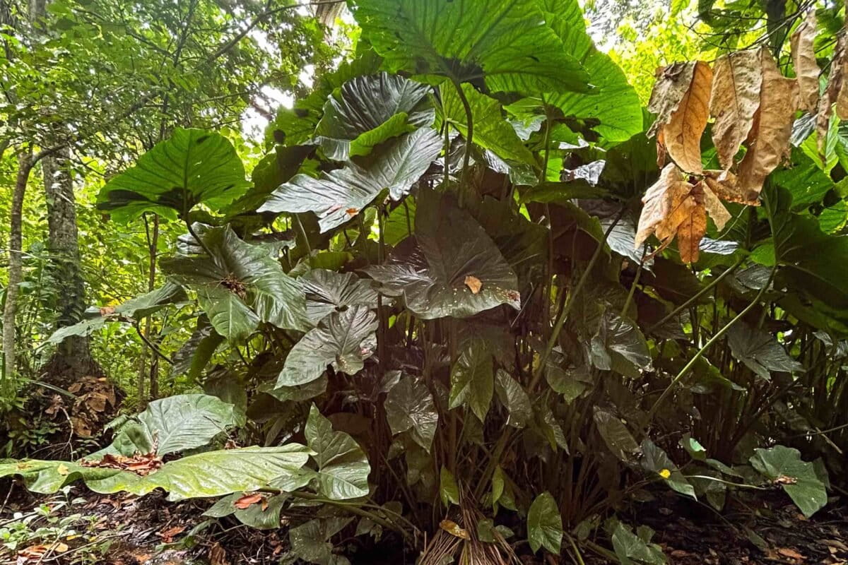 In a Noah’s Ark move, PNG migrants bring thousands of trees to safer ground