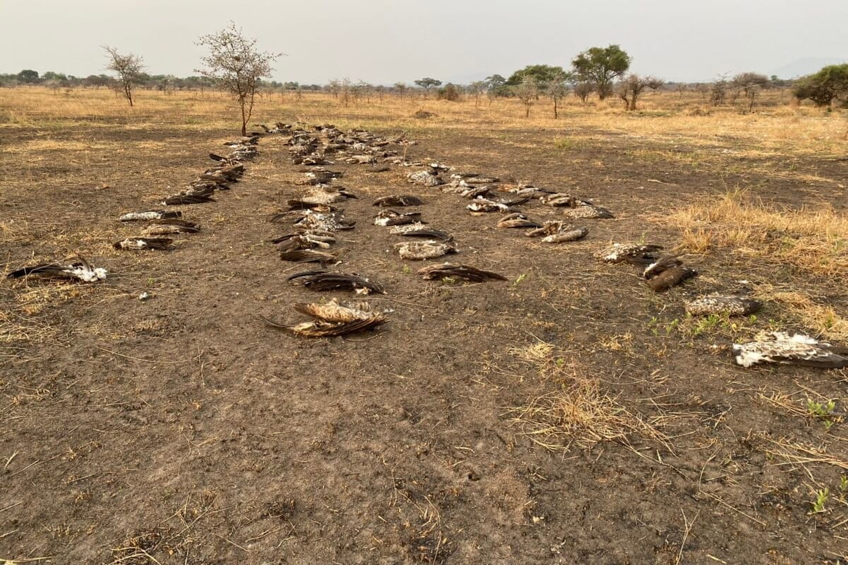 Vulture poisonings in the Serengeti alarm conservationists