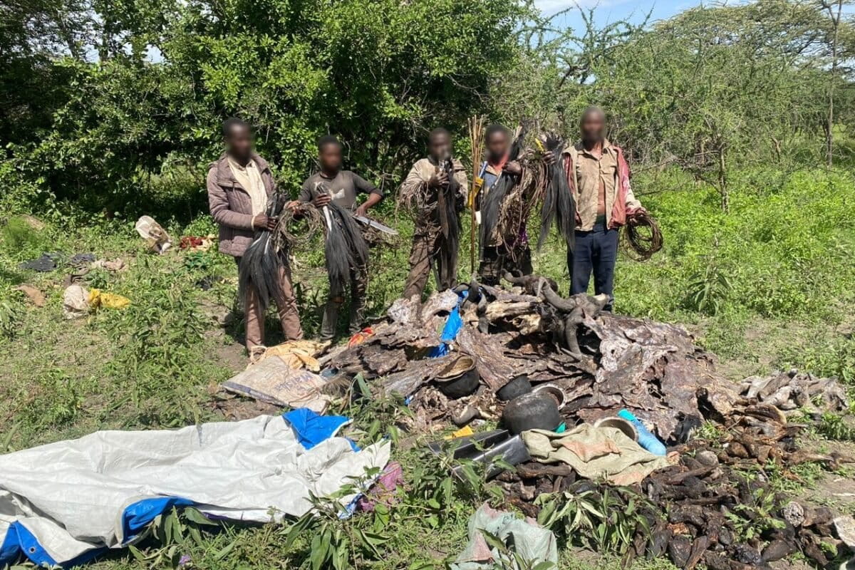 Vulture poisonings in the Serengeti alarm conservationists