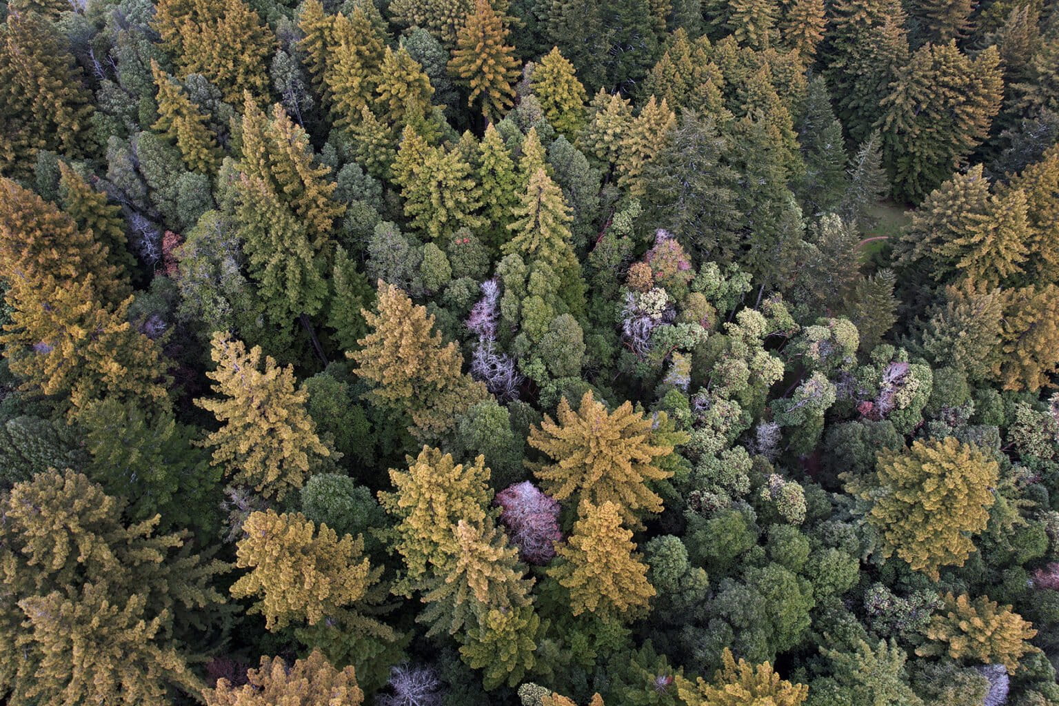 Trees live out their lives in surprising ways, massive new study finds