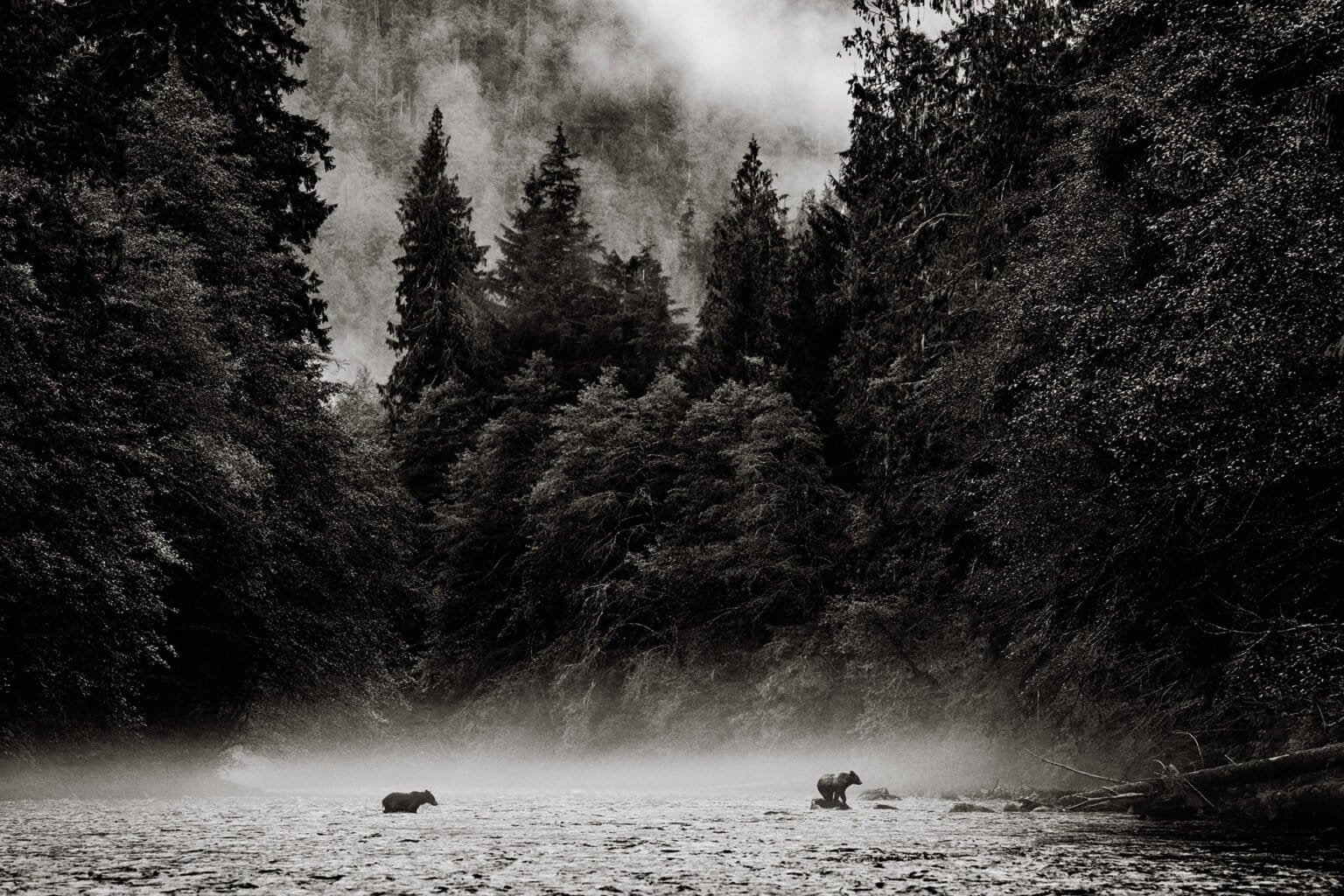 How conservation photographer Cristina Mittermeier uses visual ...