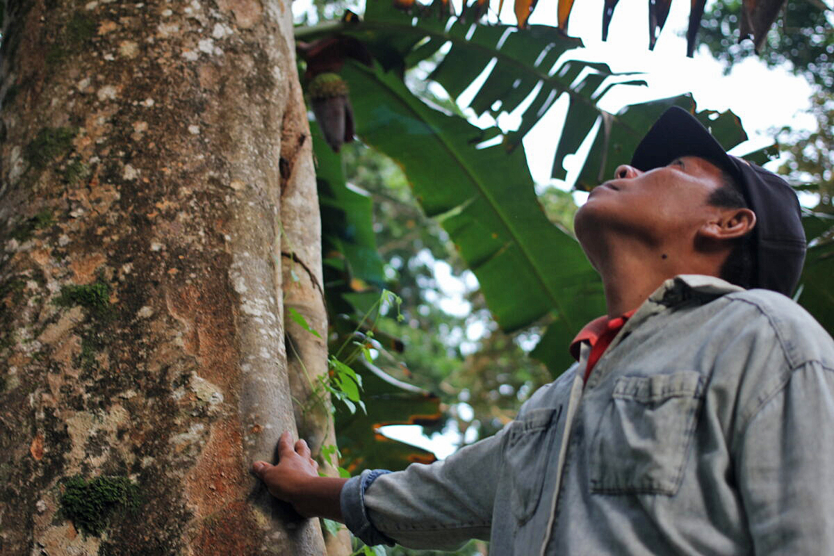 New pledge, old problems as Indonesia’s latest Indigenous forest ...