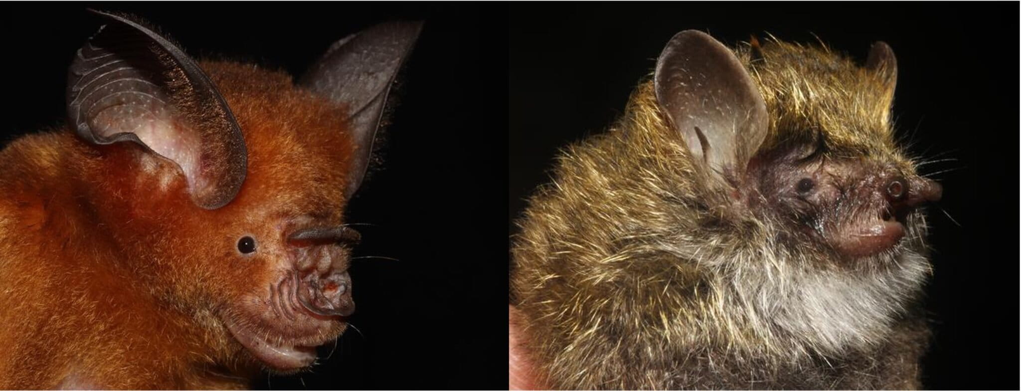 Vietnam’s mammals need conservation within and outside their range: Study