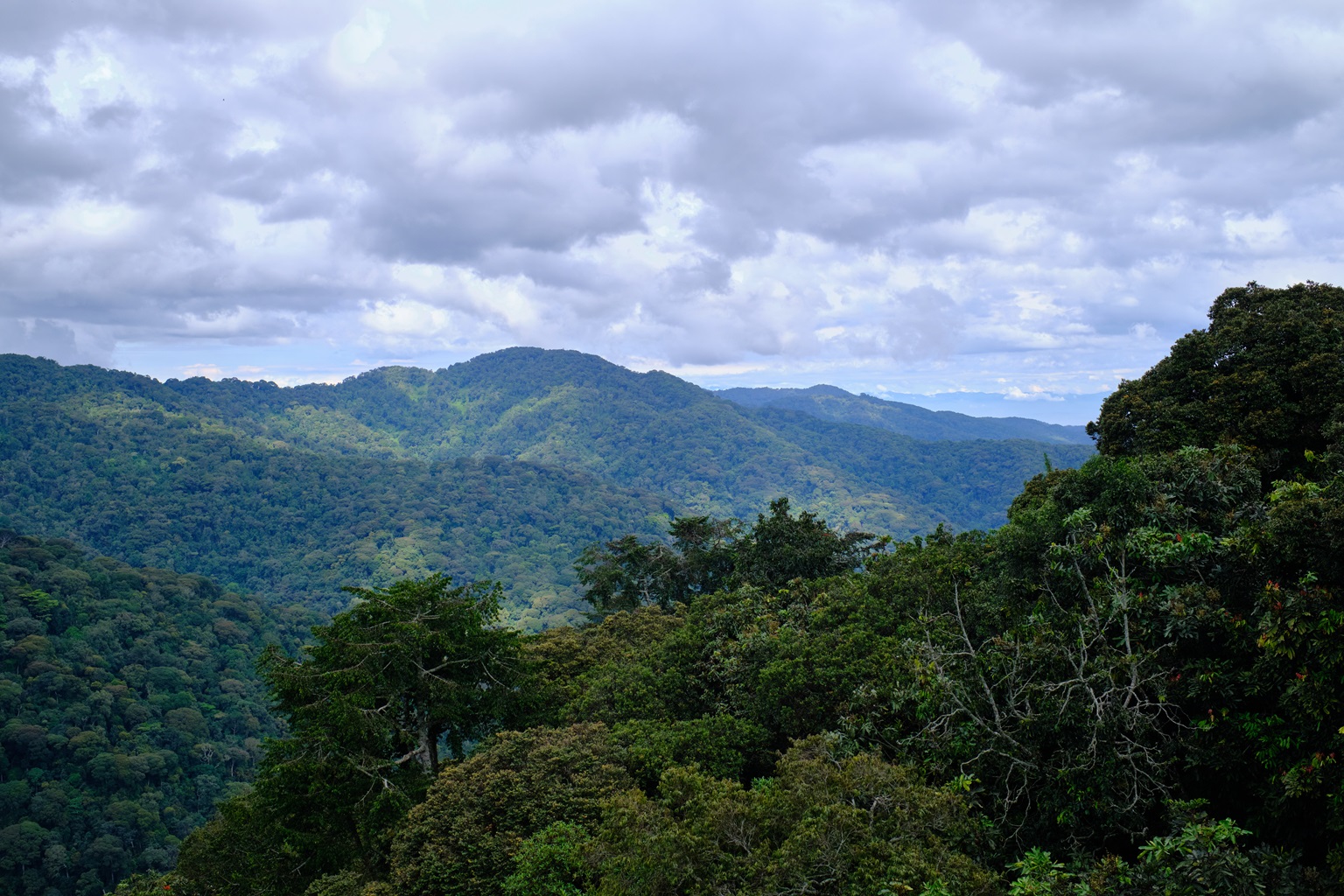 ‘Like you, I fear the demise of the elephants’